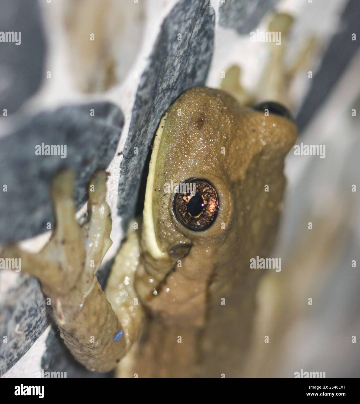 Vermiculated Tree Frog (Trachycephalus vermiculatus Stock Photo - Alamy