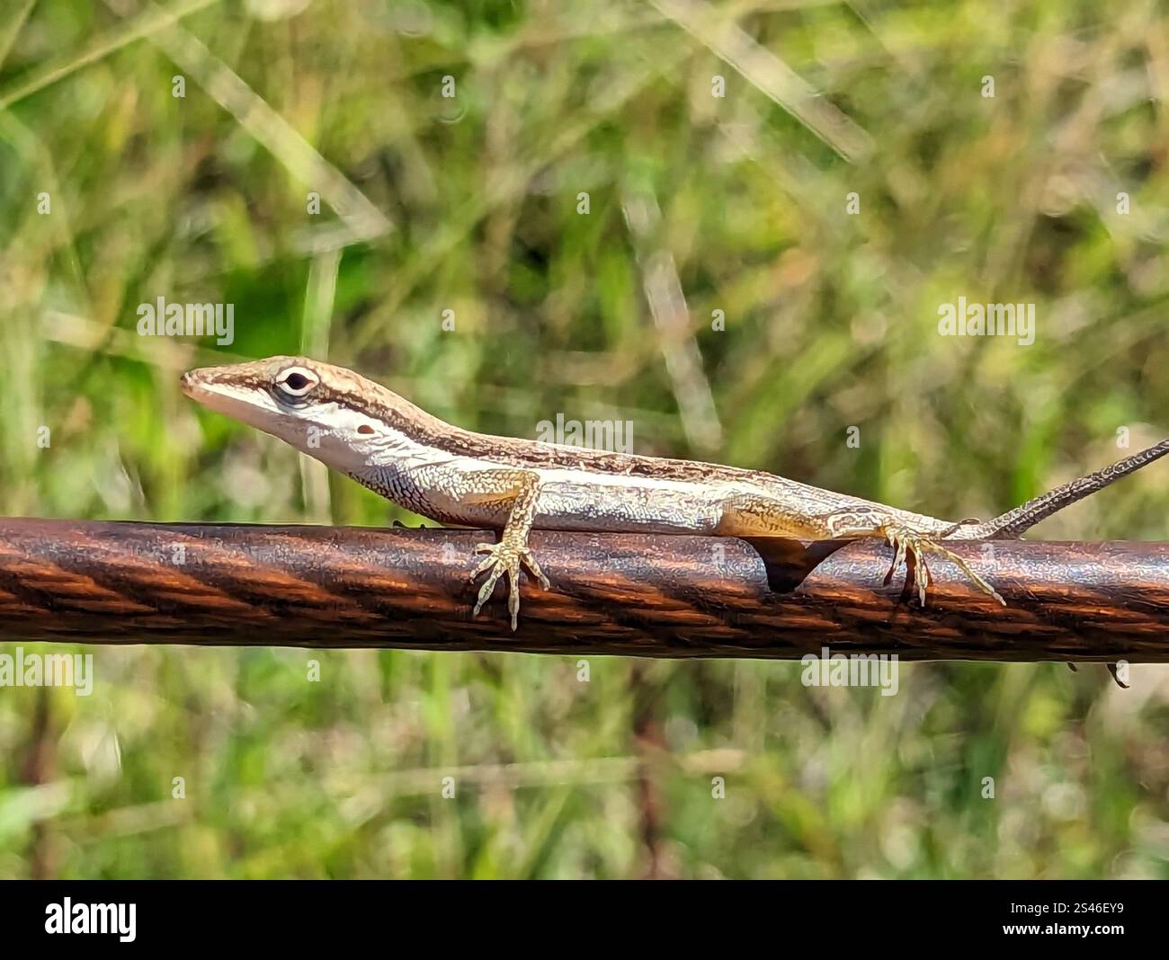 Puerto Rican Bush Anole (Anolis pulchellus Stock Photo - Alamy