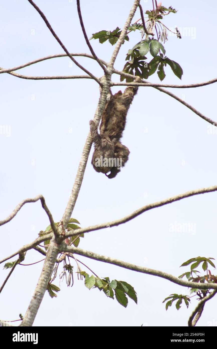 Northern Atlantic Forest Three-toed Sloth (Bradypus variegatus ...