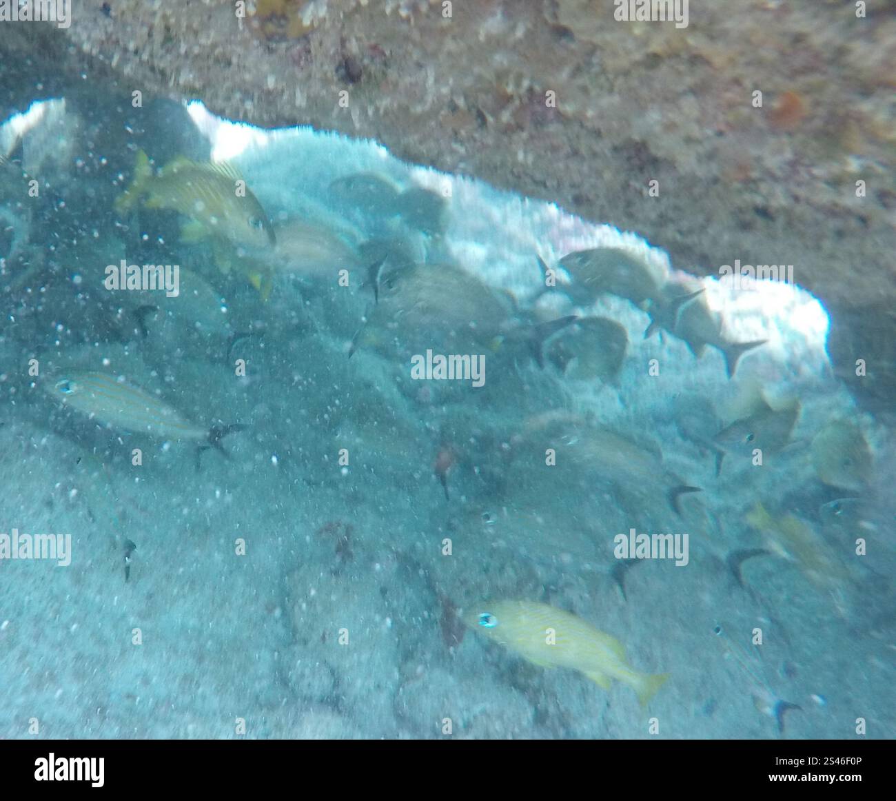 Caesar Grunt (Haemulon carbonarium Stock Photo - Alamy