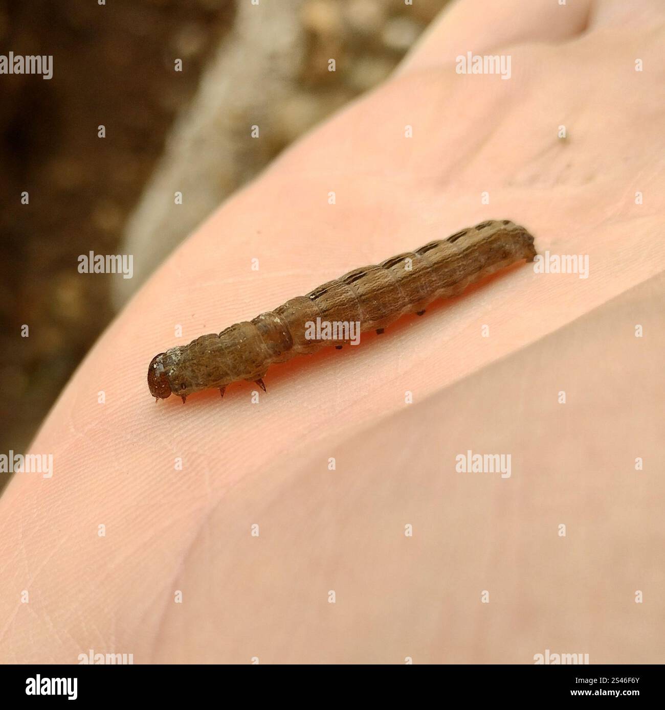 Straw Underwing (Thalpophila matura Stock Photo - Alamy