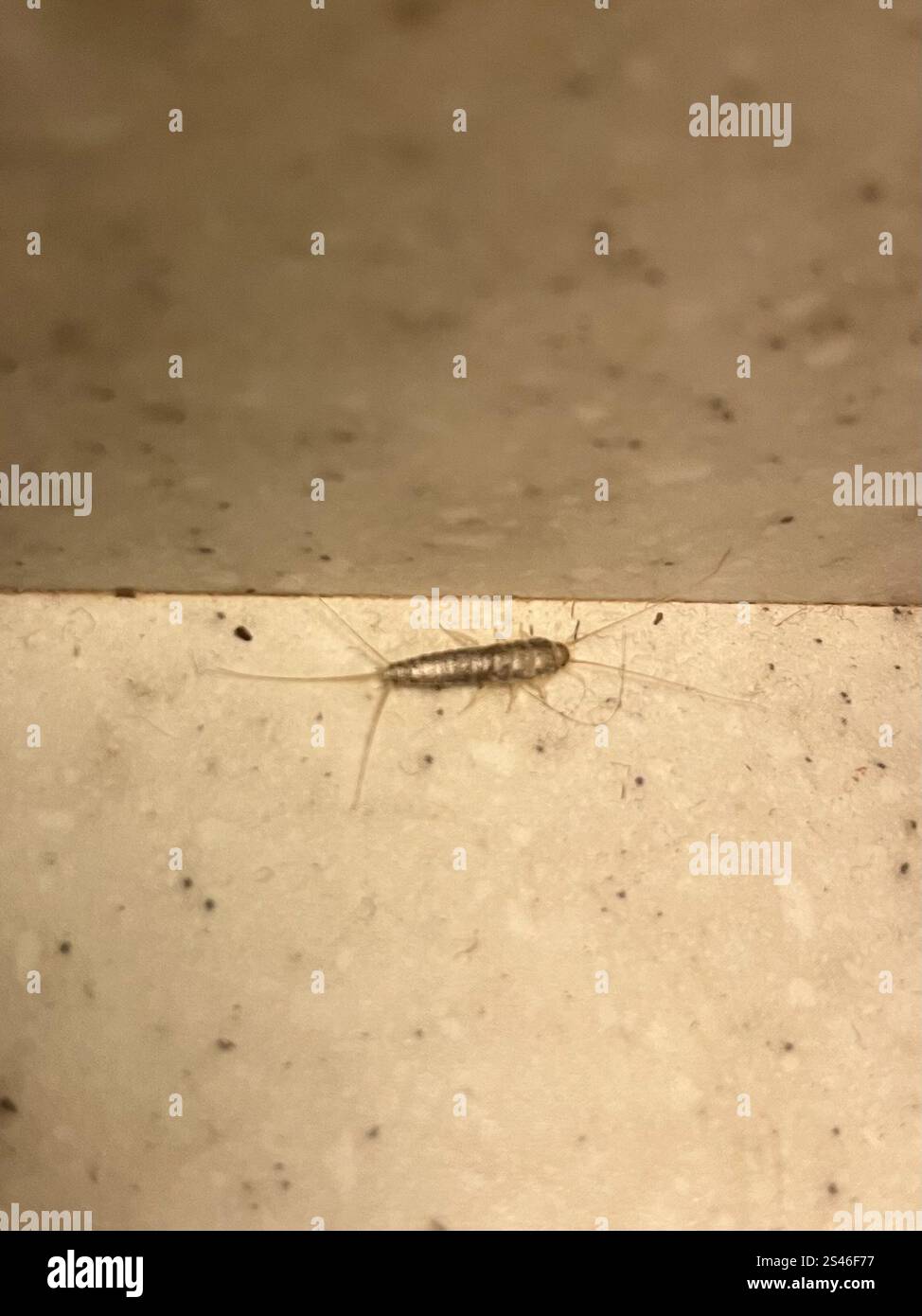 Long-tailed Silverfish (Ctenolepisma longicaudatum Stock Photo - Alamy