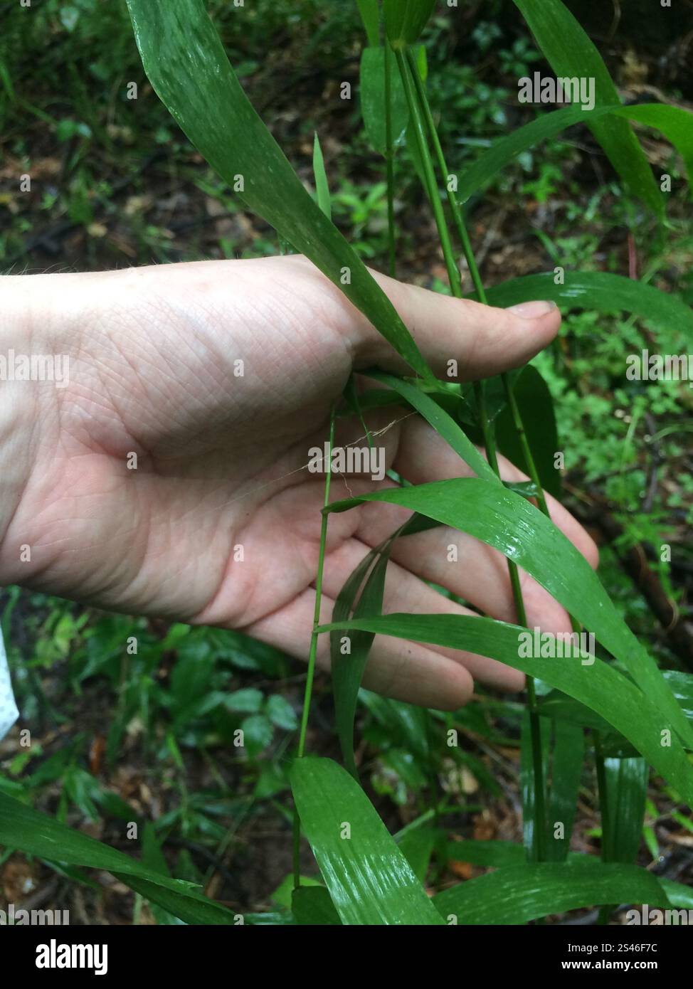 inland wood oats (Chasmanthium latifolium Stock Photo - Alamy