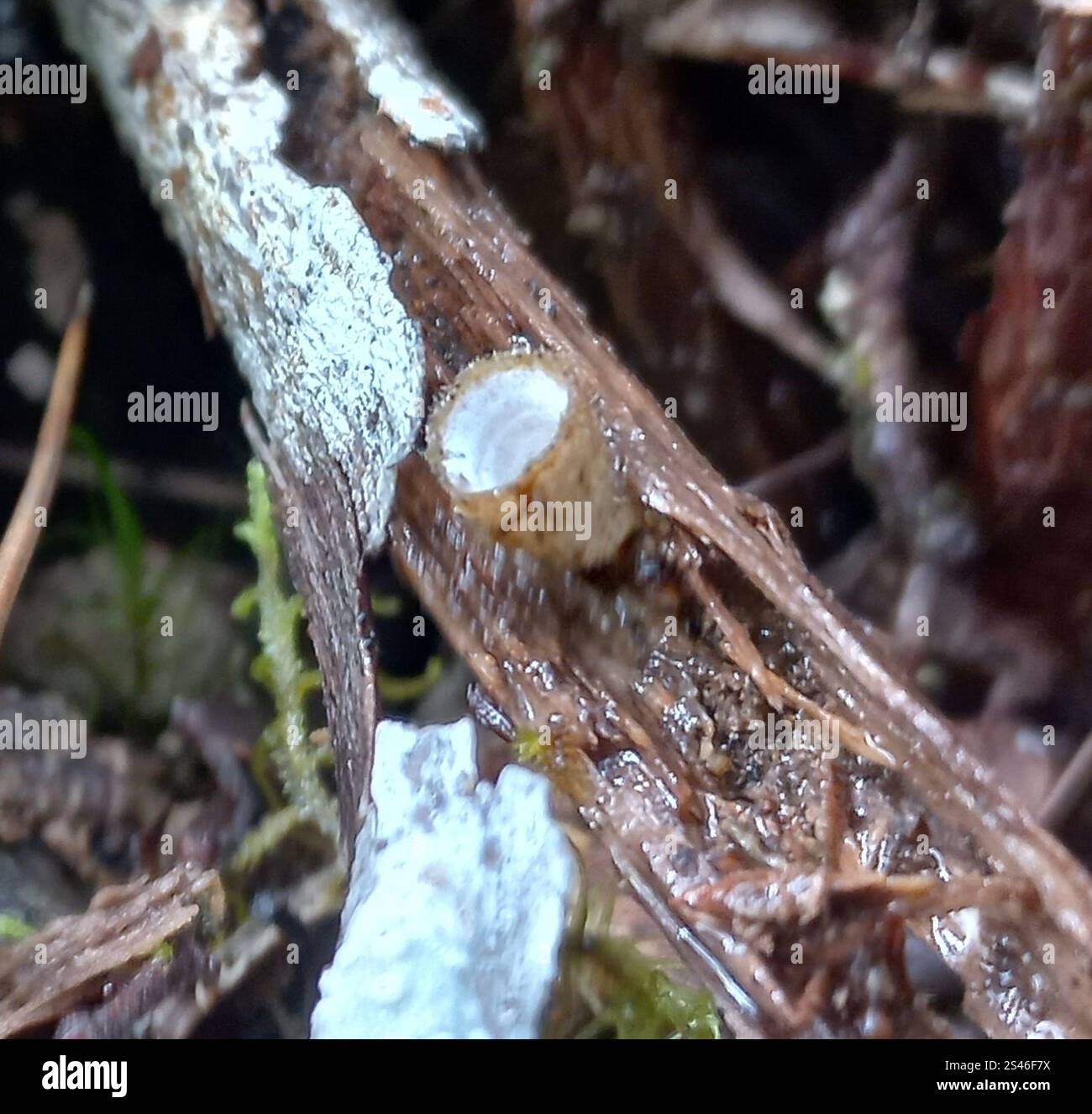 bird's nest fungi (Nidulariaceae Stock Photo - Alamy