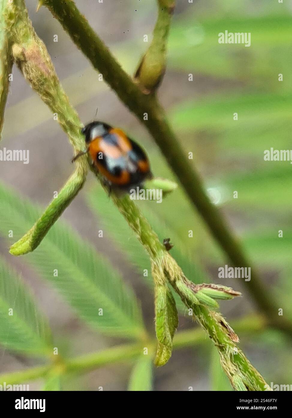 Water, Rove, Scarab, Long-horned, Leaf, and Snout Beetles (Polyphaga ...