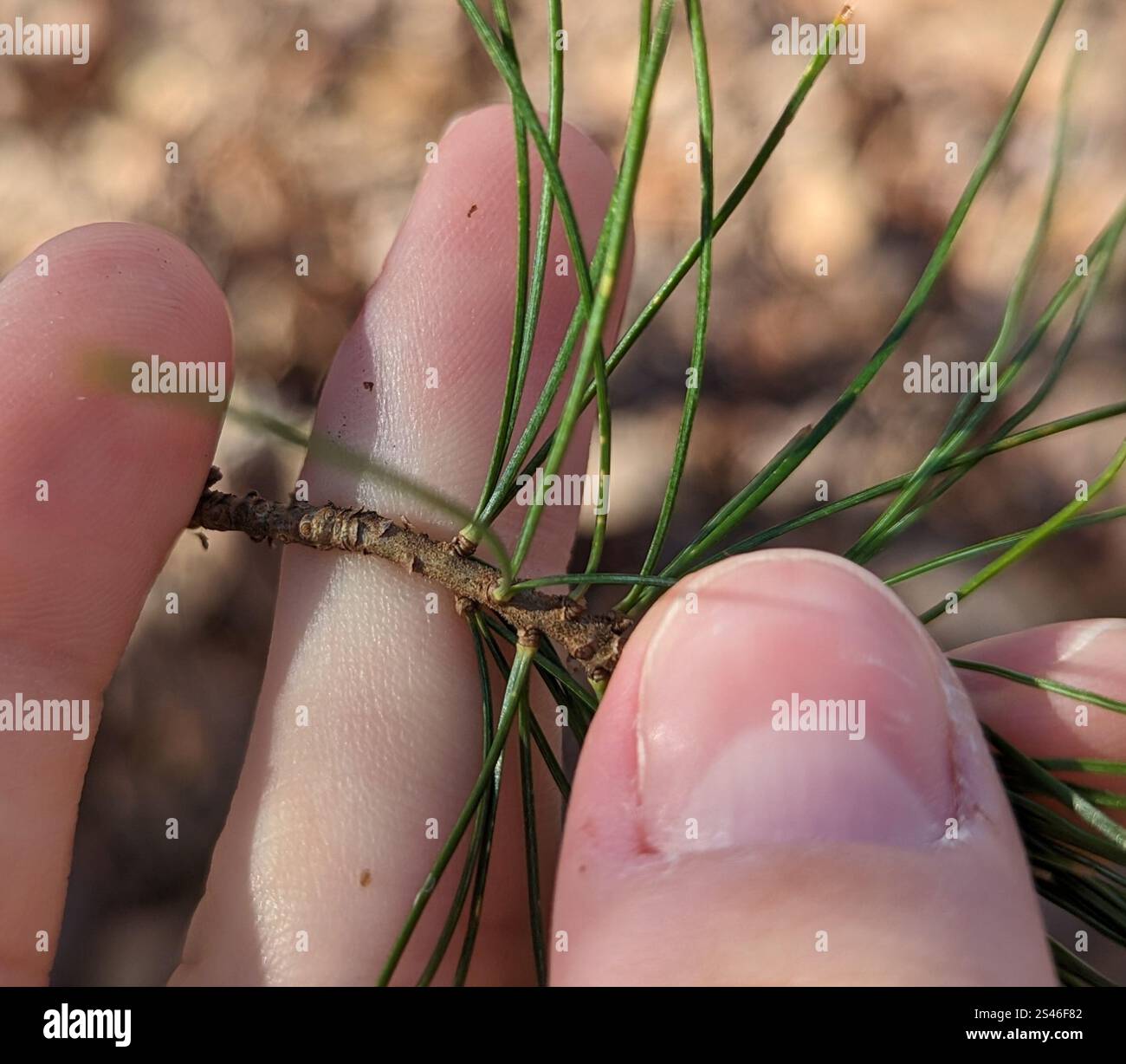 shortleaf pine (Pinus echinata Stock Photo - Alamy