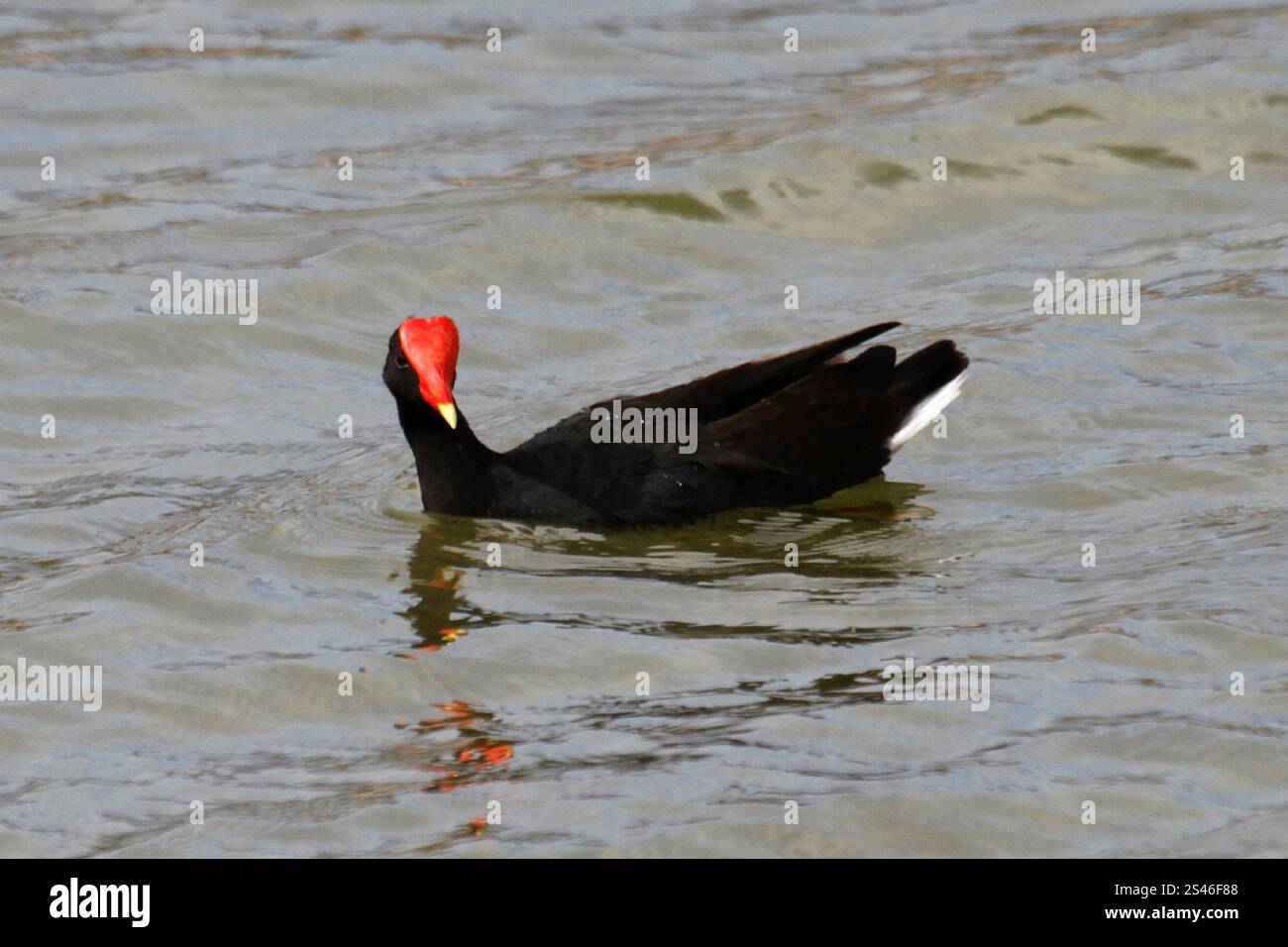 Hawaiian Gallinule (Gallinula galeata sandvicensis Stock Photo - Alamy