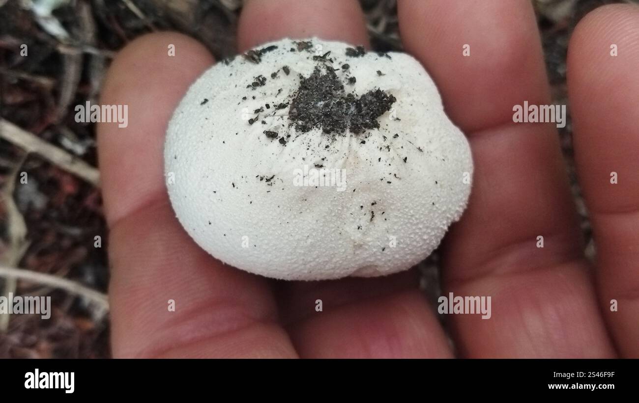 Meadow Puffball (Lycoperdon pratense Stock Photo - Alamy