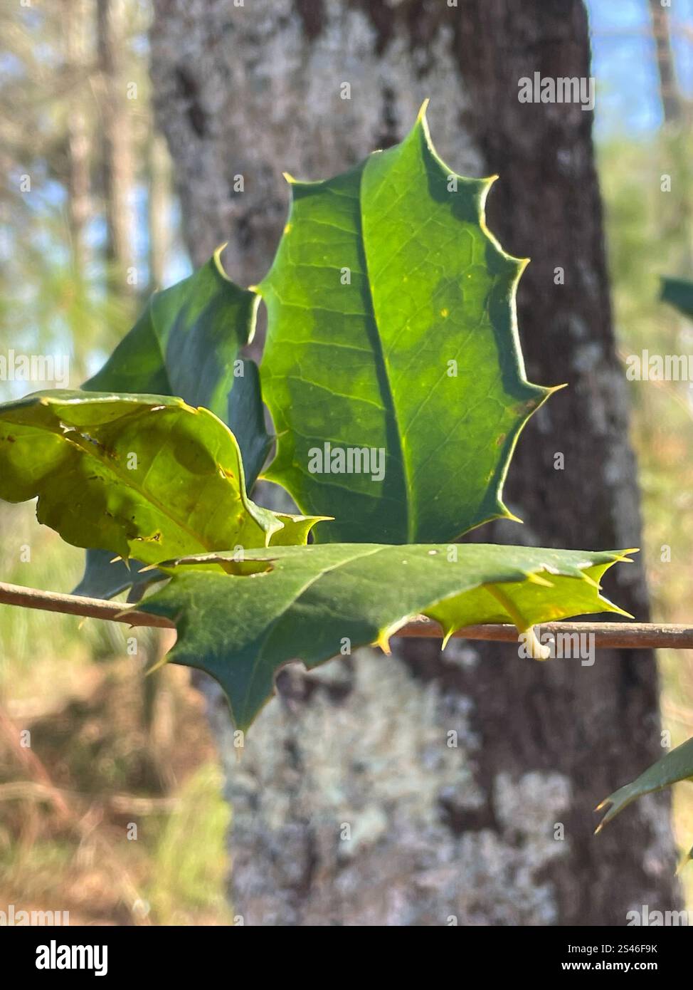 American holly (Ilex opaca Stock Photo - Alamy