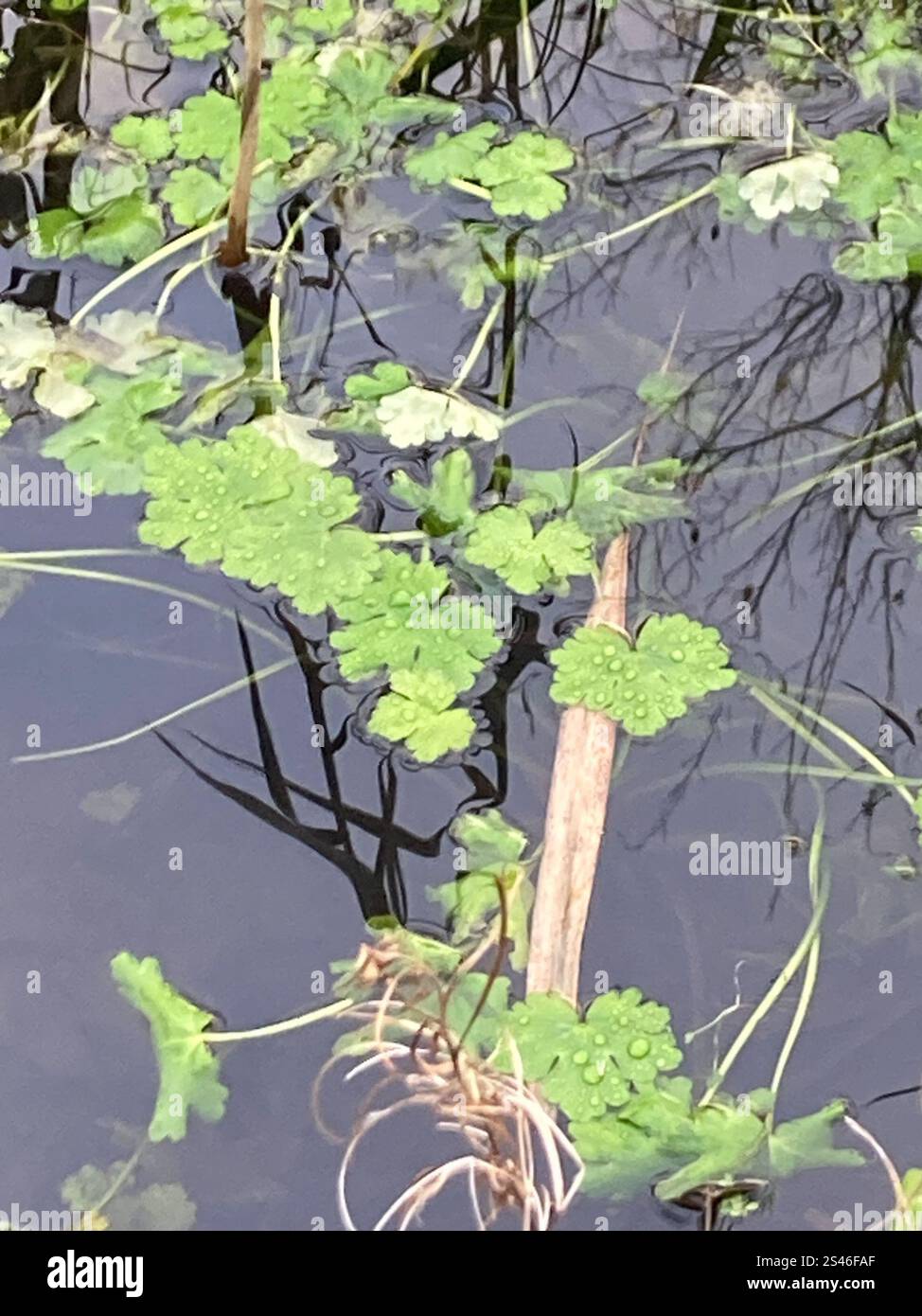 floating marsh pennywort (Hydrocotyle ranunculoides Stock Photo - Alamy
