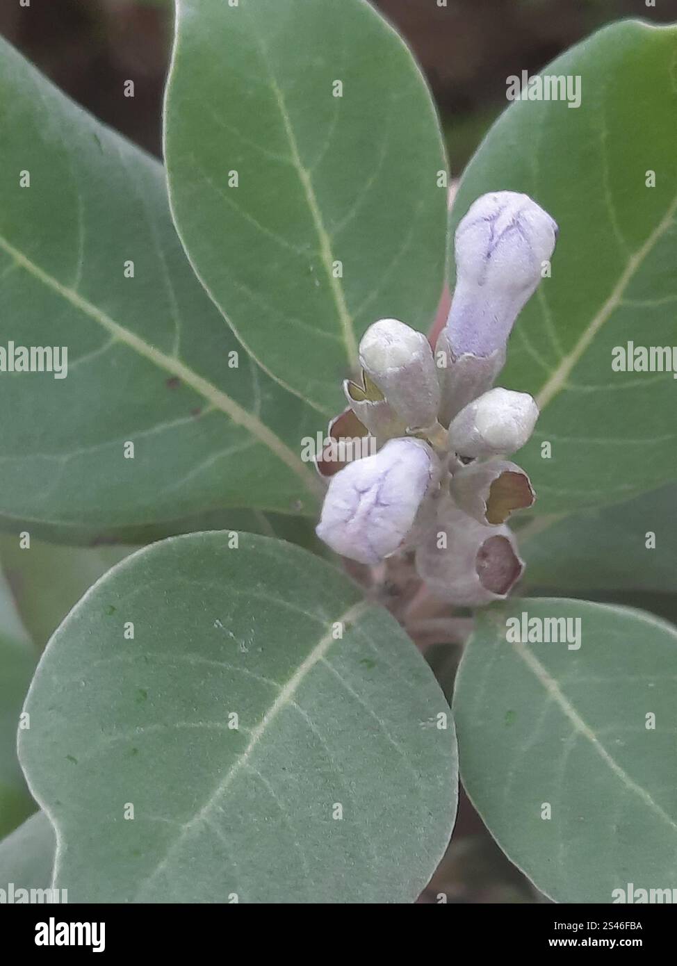 Beach Vitex (Vitex rotundifolia Stock Photo - Alamy