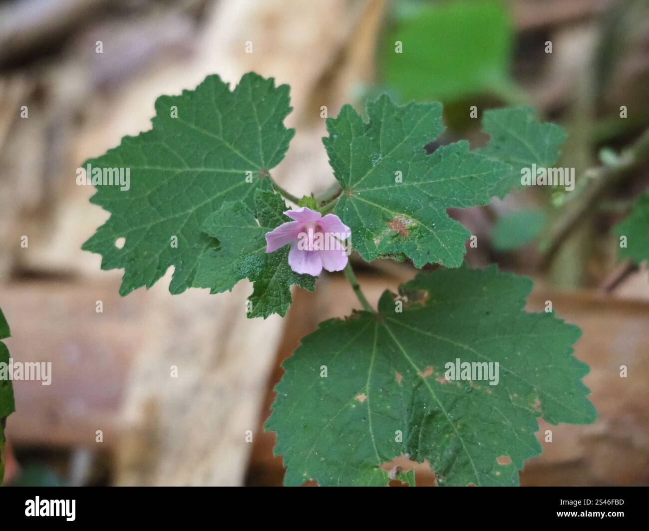 Caesar weed (Urena lobata Stock Photo - Alamy