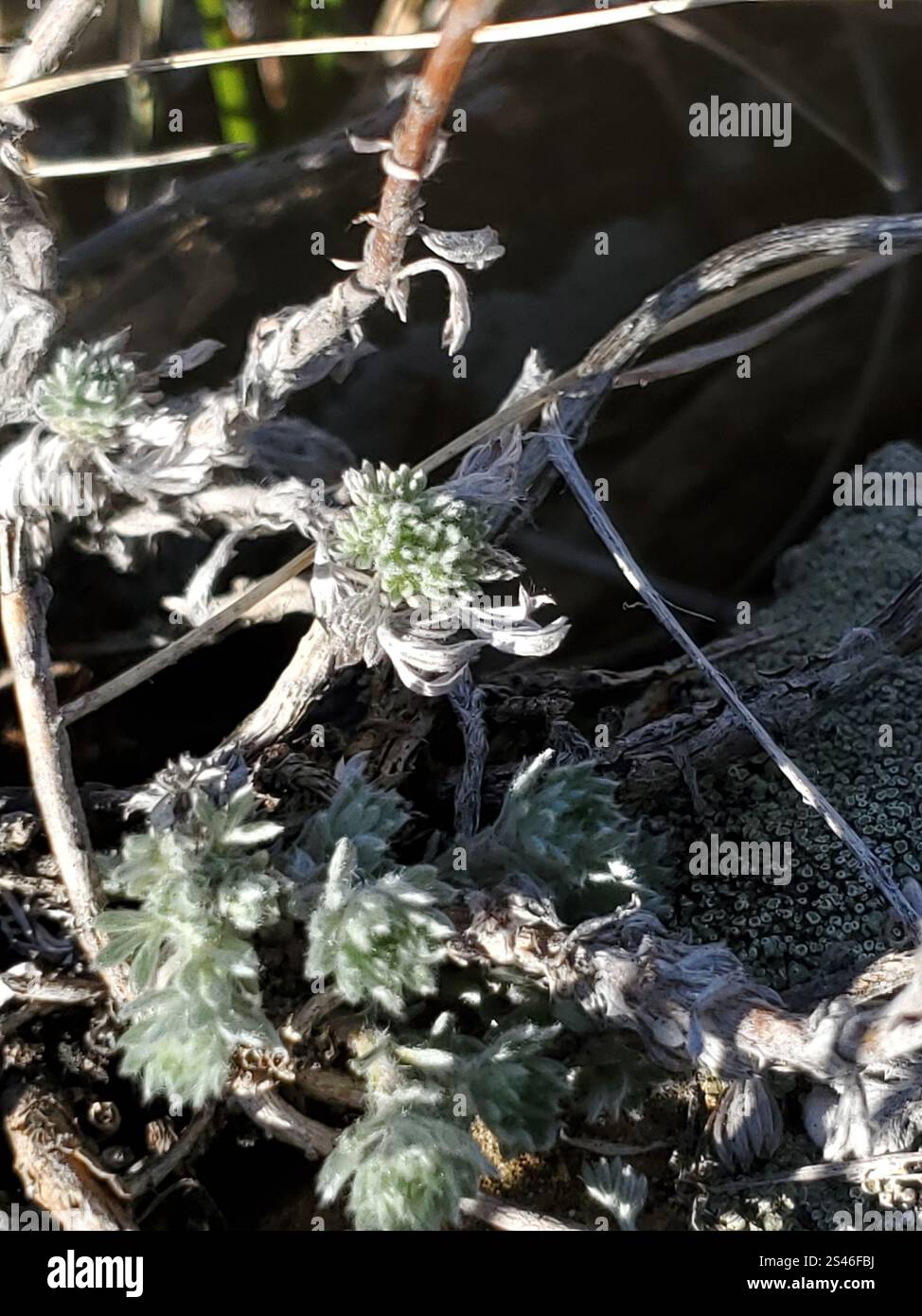 fringed sagebrush (Artemisia frigida Stock Photo - Alamy