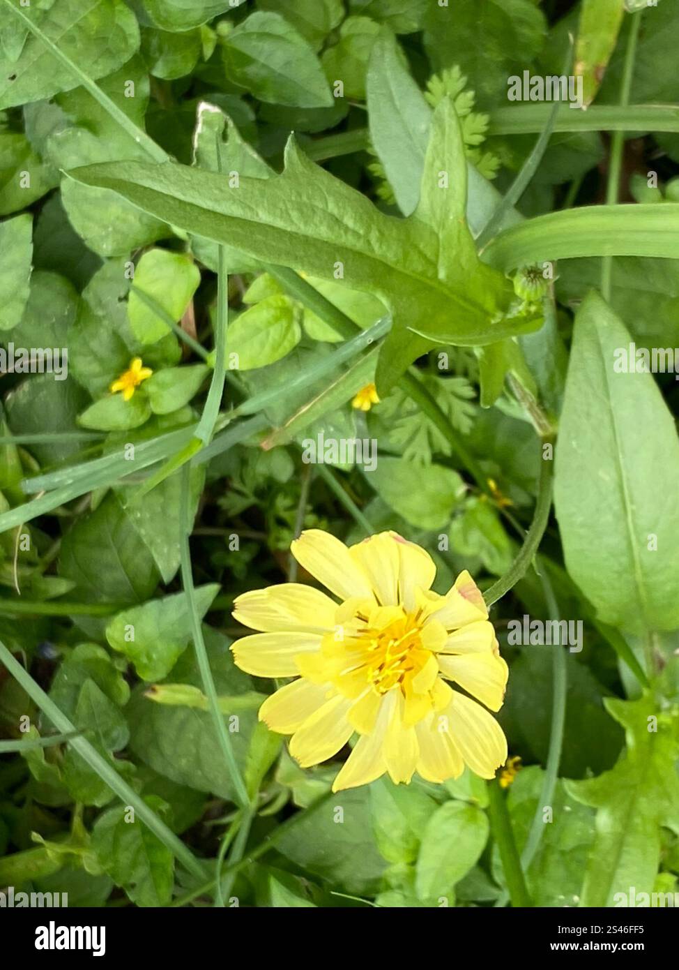 smallflower desert-chicory (Pyrrhopappus pauciflorus Stock Photo - Alamy