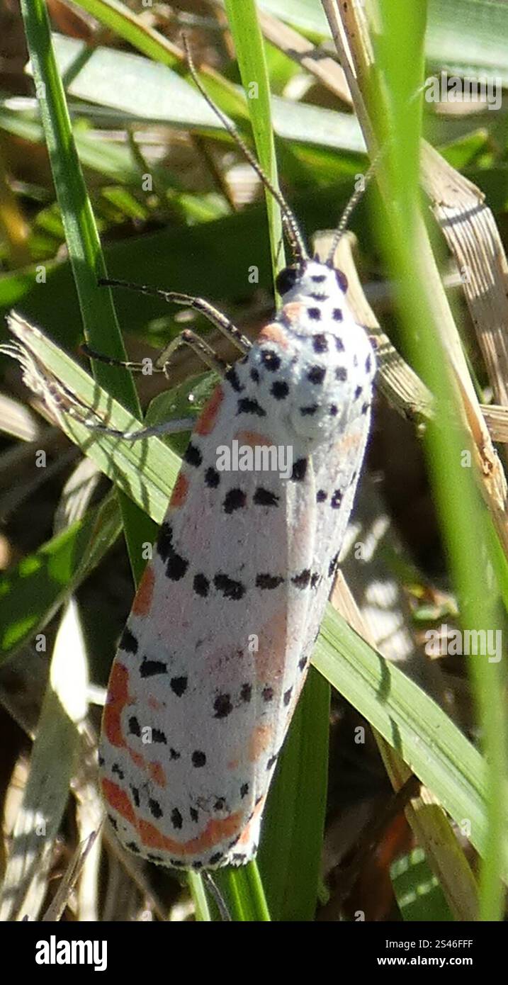Ornate Bella Moth (Utetheisa ornatrix Stock Photo - Alamy