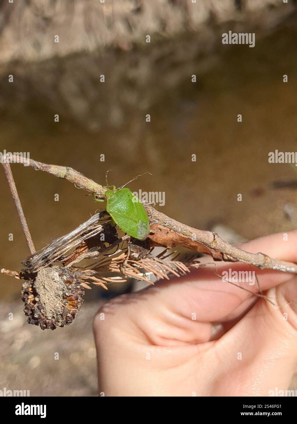 Green Stink Bug (Chinavia hilaris Stock Photo - Alamy