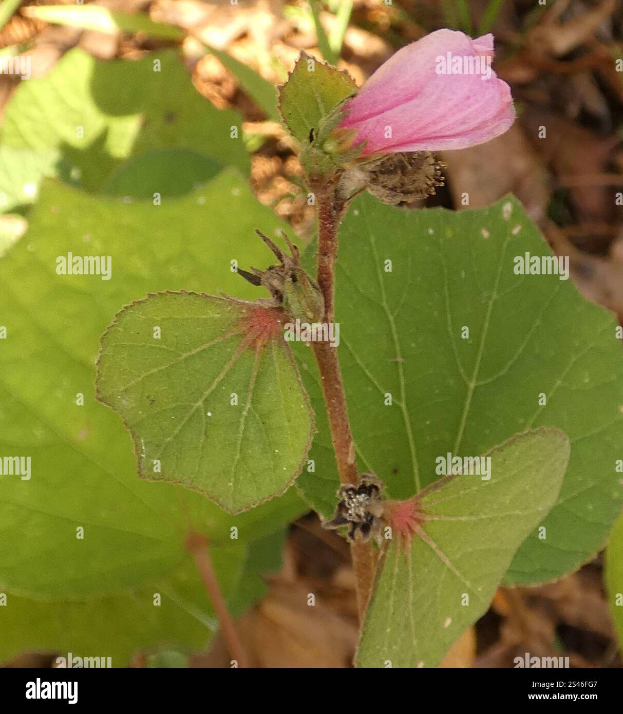 Caesar weed (Urena lobata Stock Photo - Alamy