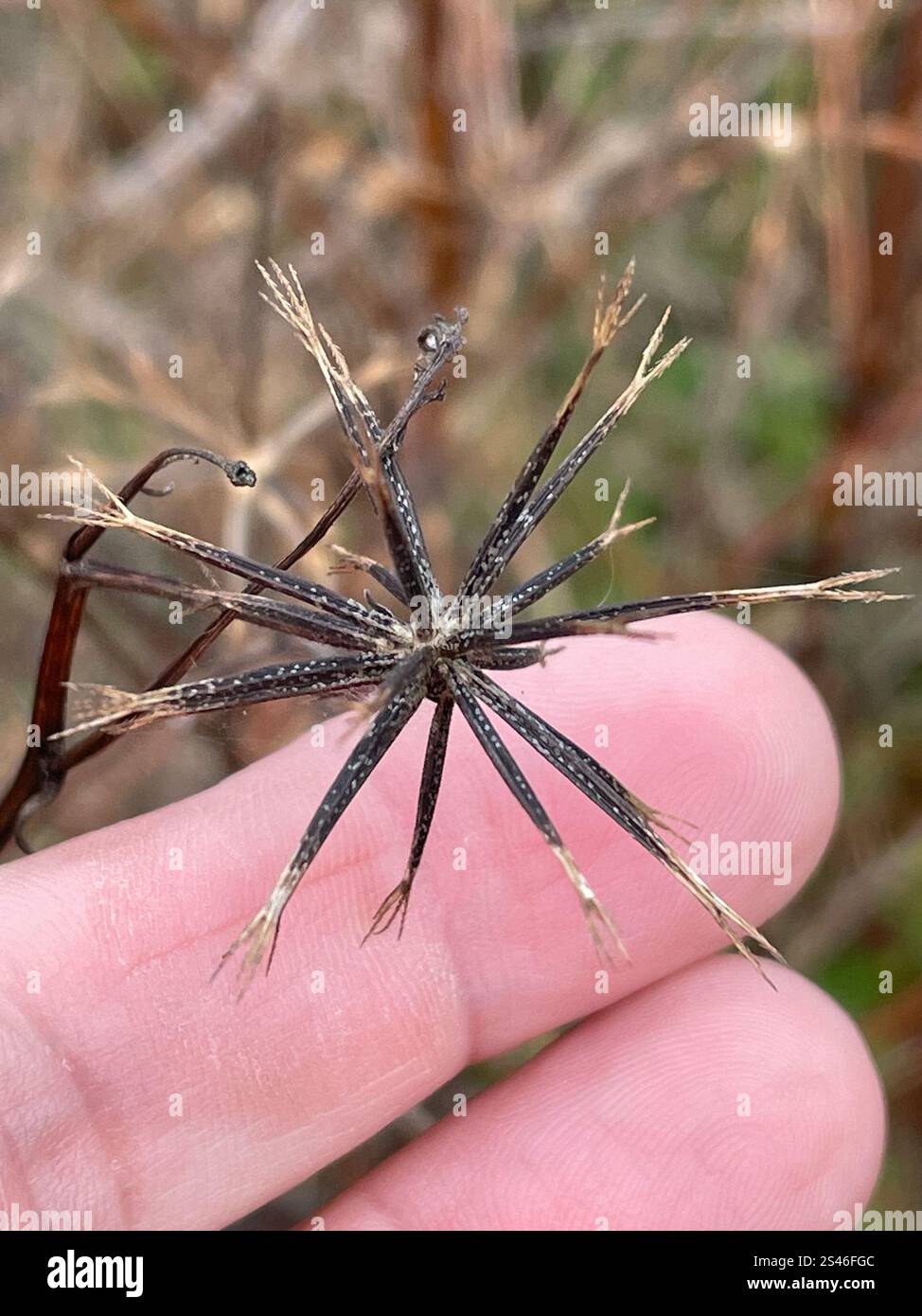 Spanish needles (Bidens bipinnata Stock Photo - Alamy