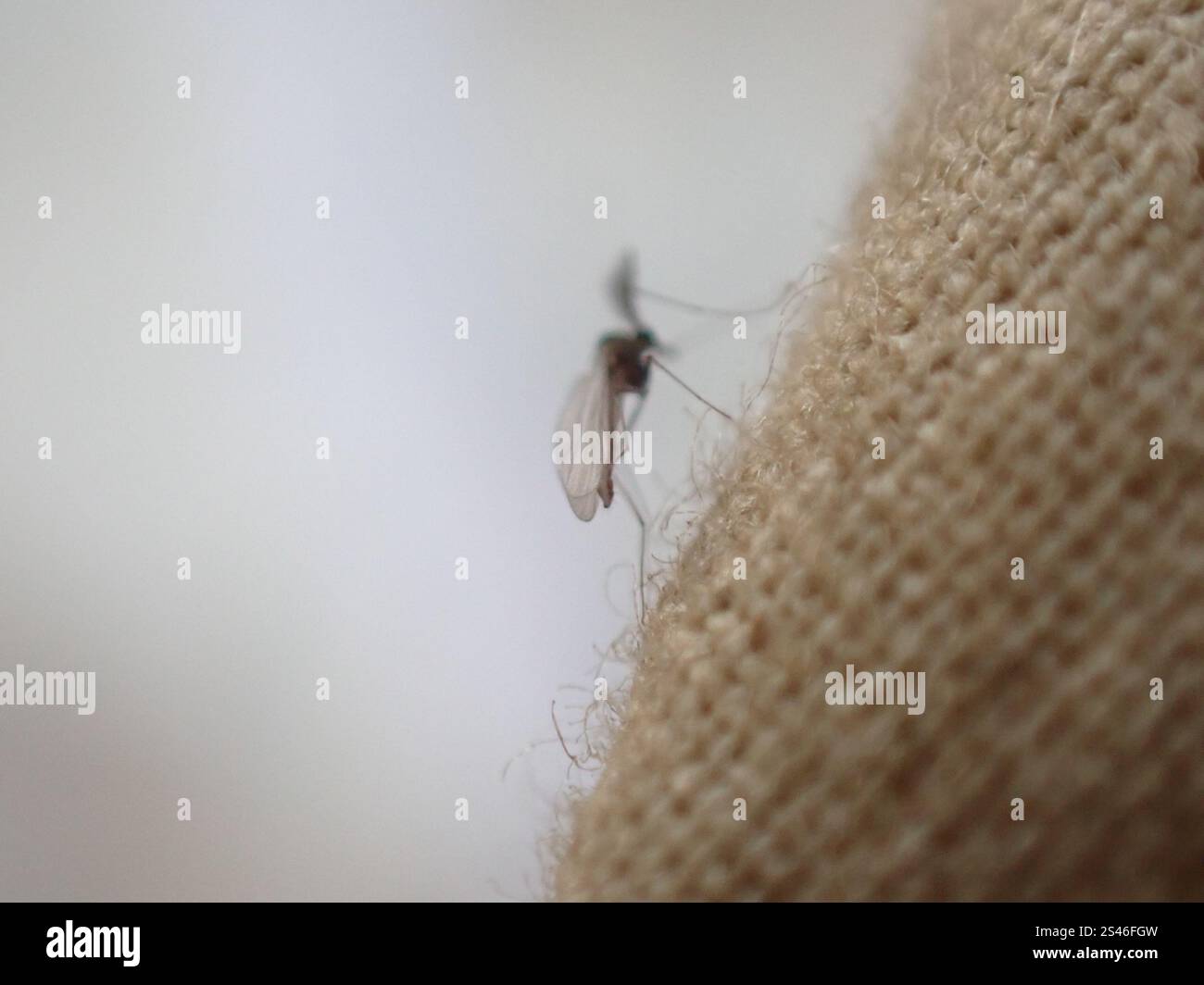 Non-biting Midges (Chironomidae Stock Photo - Alamy