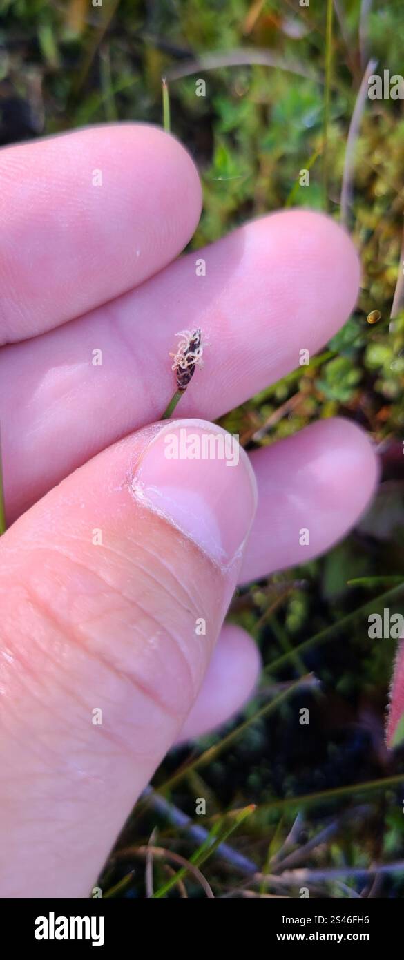 Sharp Spike Sedge (Eleocharis acuta Stock Photo - Alamy