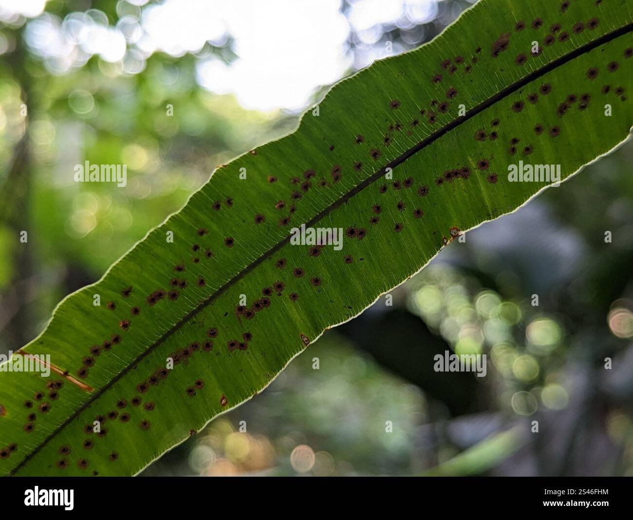 Oleander Fern (Oleandra articulata Stock Photo - Alamy