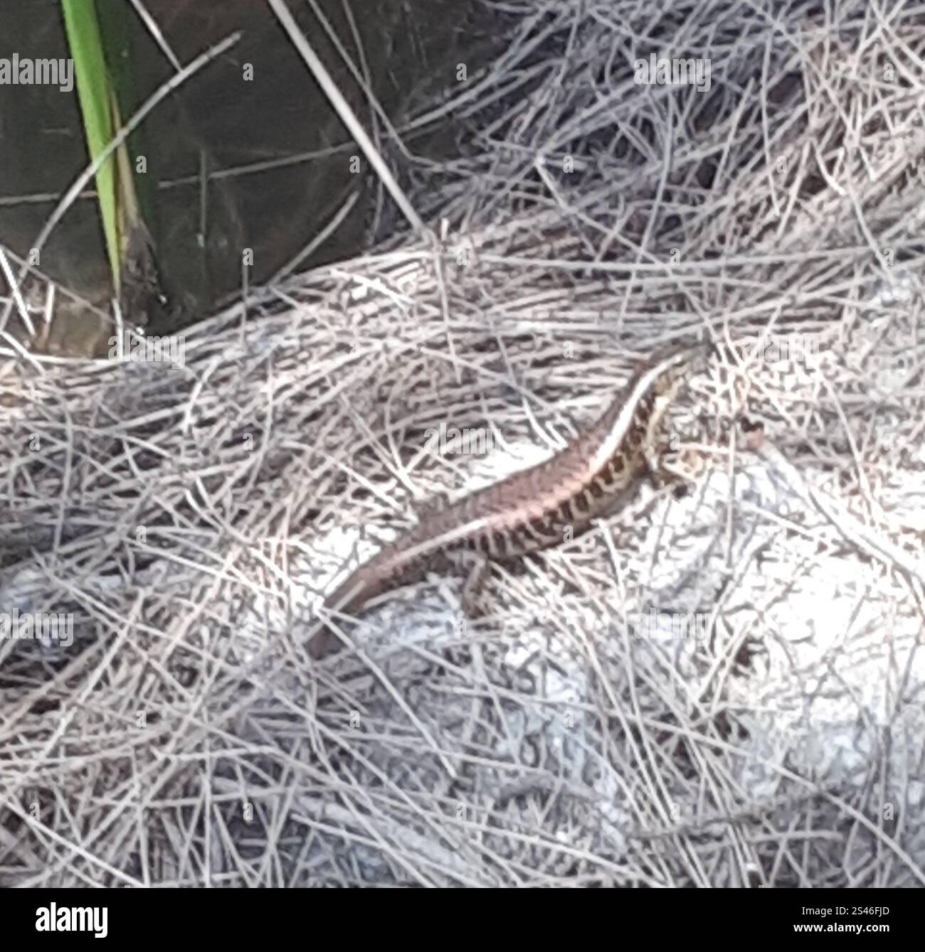 Eastern Water Skink (Eulamprus quoyii Stock Photo - Alamy