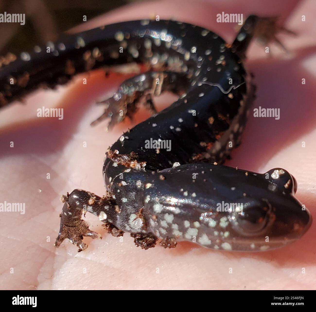 Southeastern Slimy Salamander (Plethodon grobmani Stock Photo - Alamy