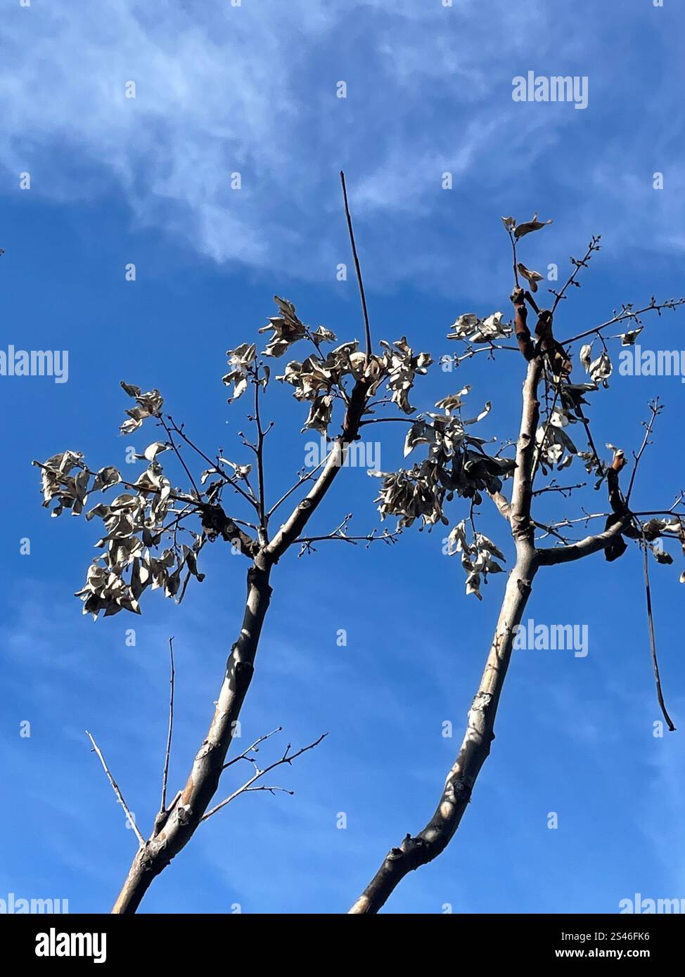 tree-of-heaven (Ailanthus altissima Stock Photo - Alamy