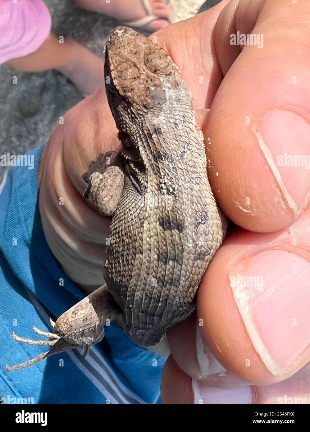 Dwarf Spiny Lizard (Sceloporus squamosus Stock Photo - Alamy