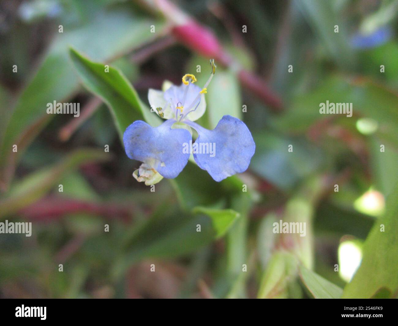 climbing dayflower (Commelina diffusa Stock Photo - Alamy