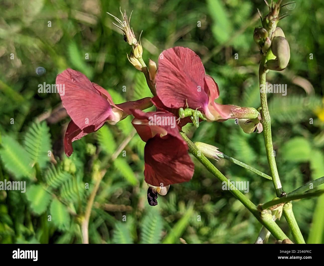 Phasey Bean (Macroptilium lathyroides Stock Photo - Alamy