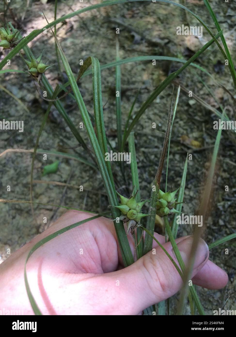 Louisiana sedge (Carex louisianica Stock Photo - Alamy