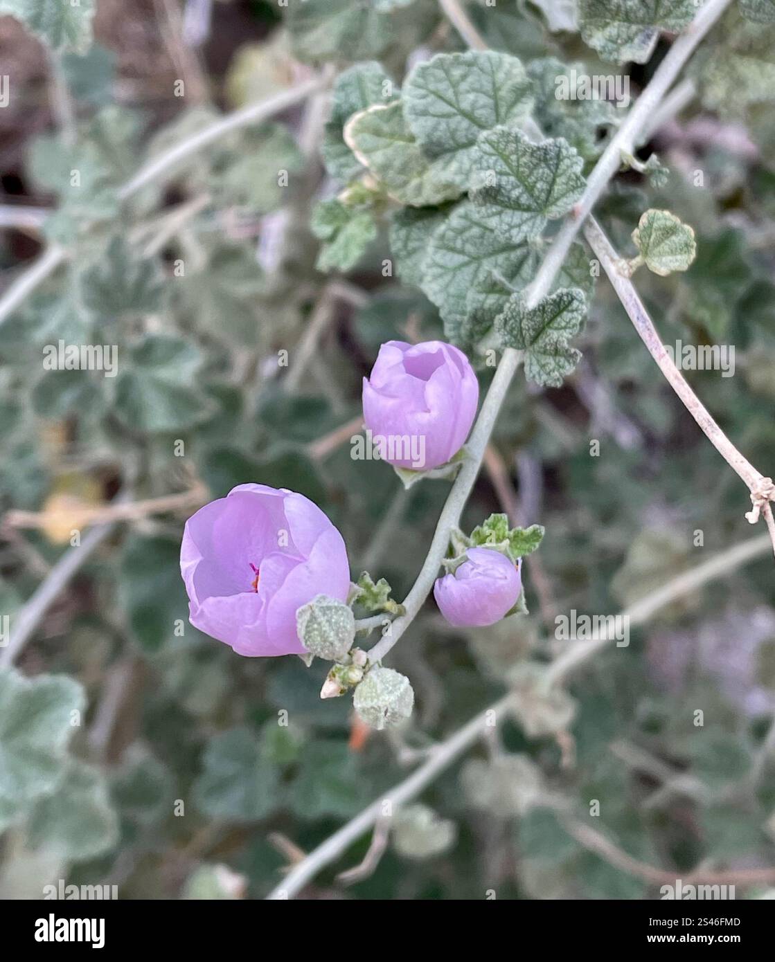 southern coastal bushmallow (Malacothamnus fasciculatus Stock Photo - Alamy