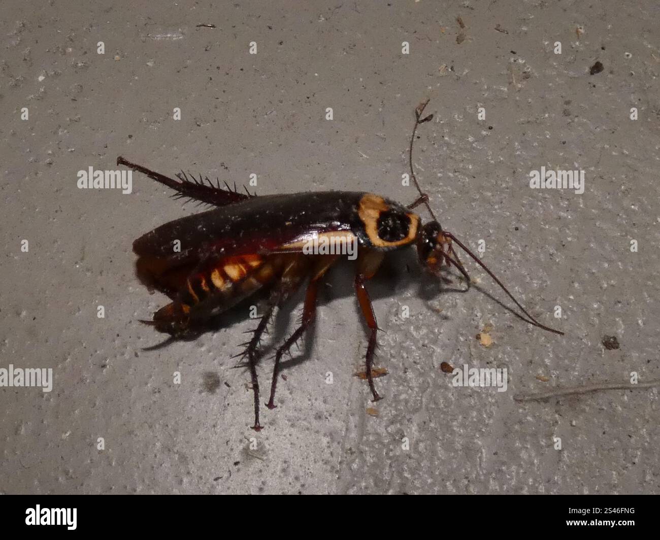 Australian Cockroach (Periplaneta australasiae Stock Photo - Alamy