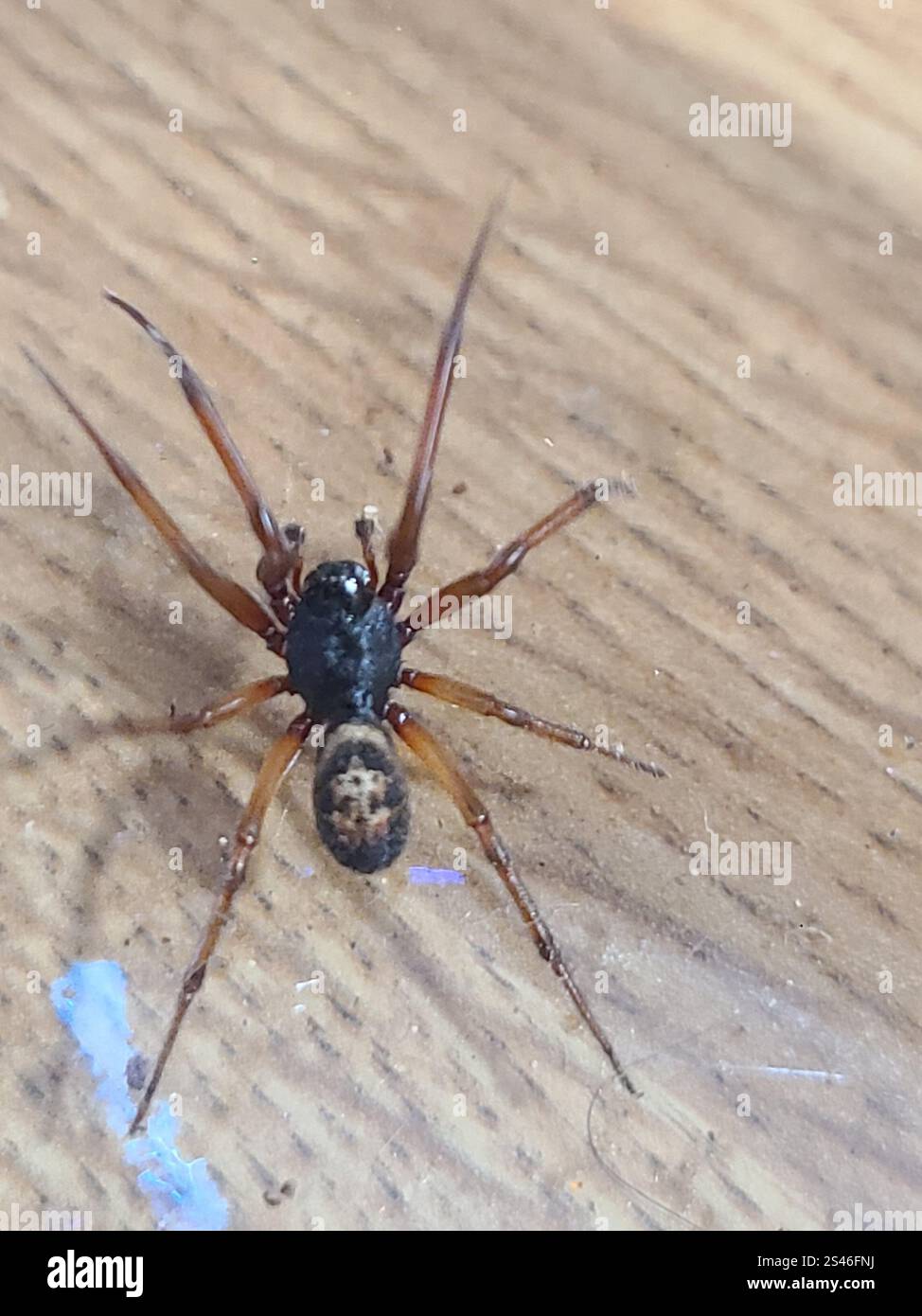 Noble False Widow (Steatoda nobilis Stock Photo - Alamy