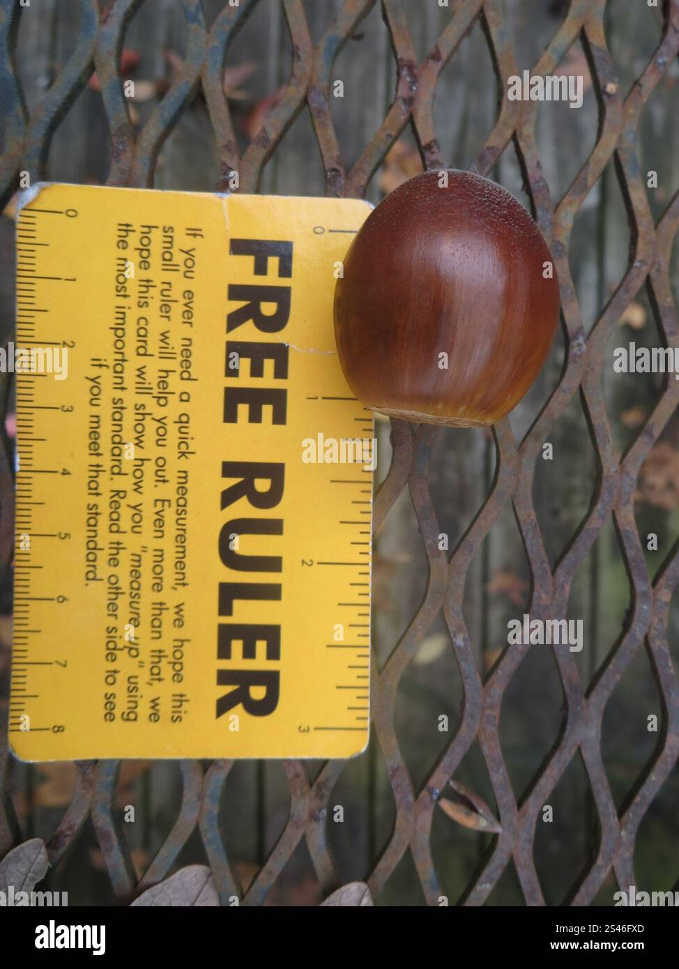 swamp chestnut oak (Quercus michauxii Stock Photo - Alamy