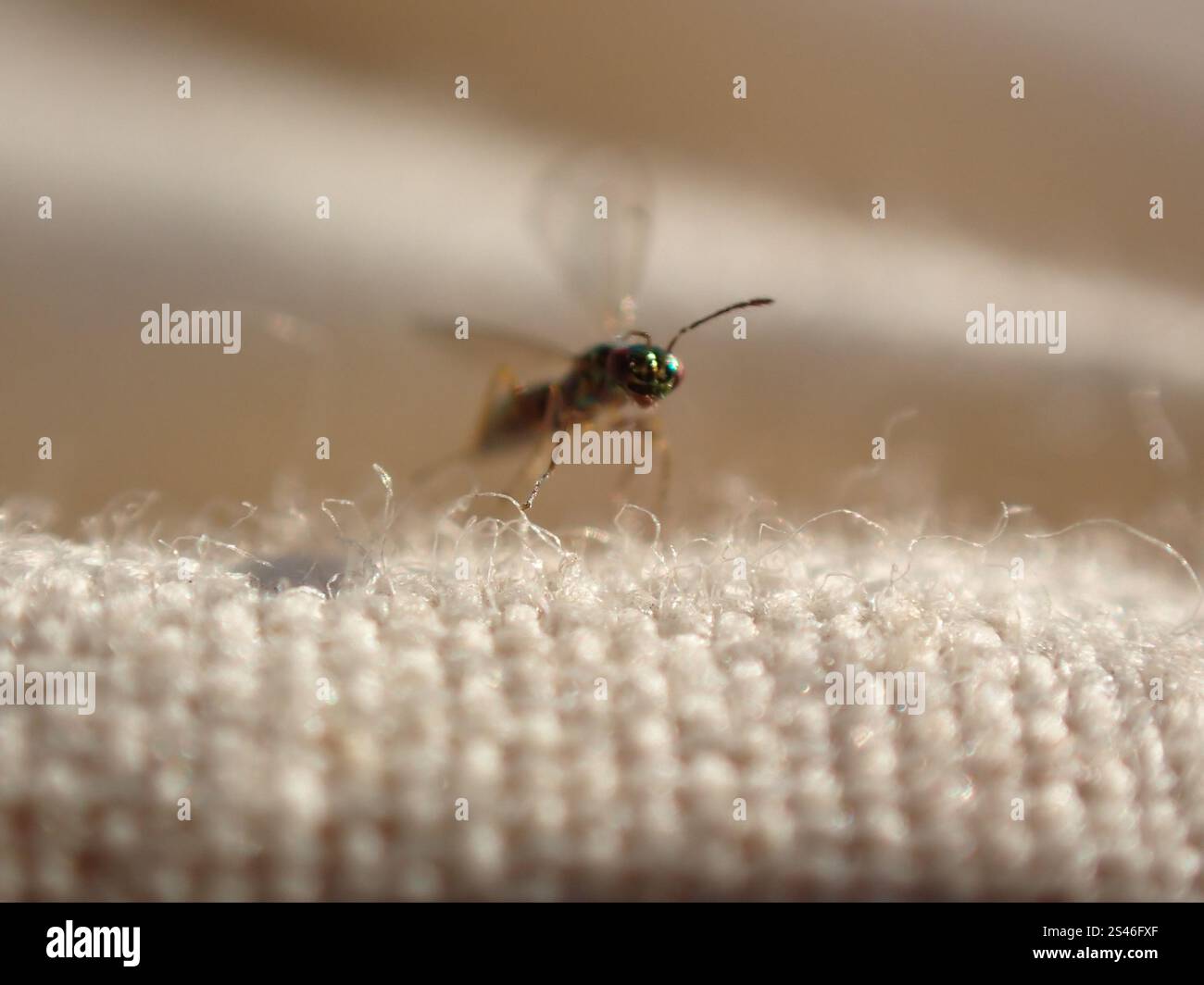 Chalcidoid Wasps (Chalcidoidea Stock Photo - Alamy