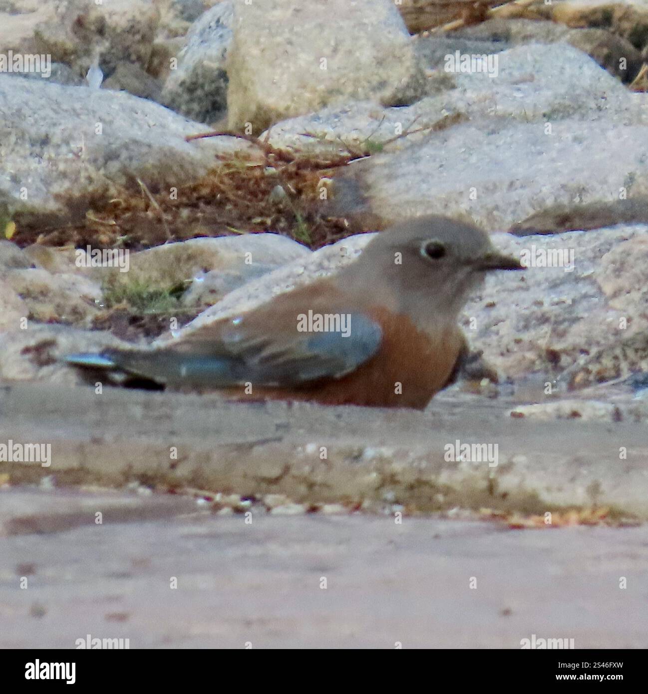 Western Bluebird (Sialia mexicana Stock Photo - Alamy