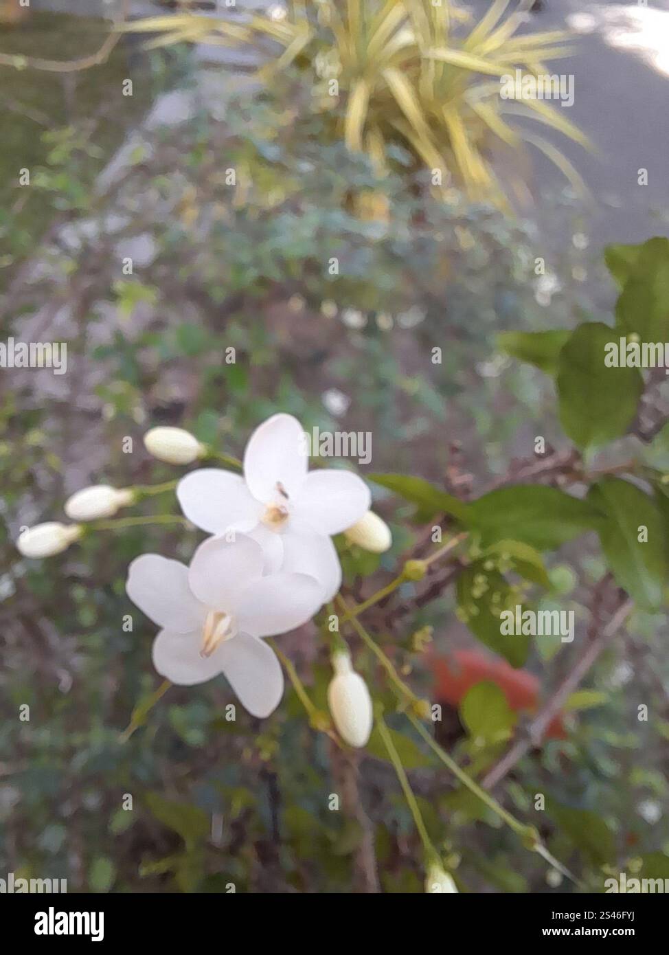 Water jasmine (Wrightia religiosa Stock Photo - Alamy