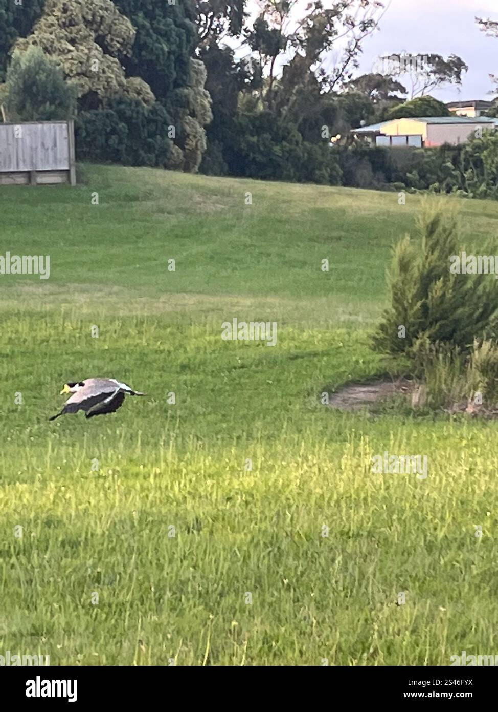 Black-shouldered Masked Lapwing (Vanellus miles novaehollandiae Stock ...