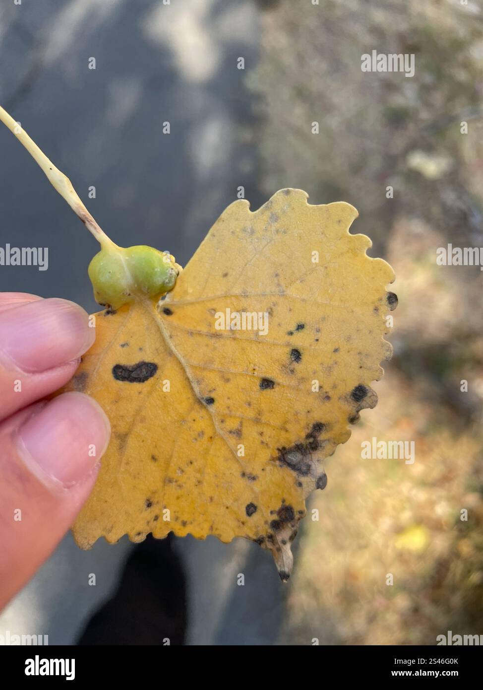 Poplar Leaf-stem Gall Aphids (Pemphigus Stock Photo - Alamy