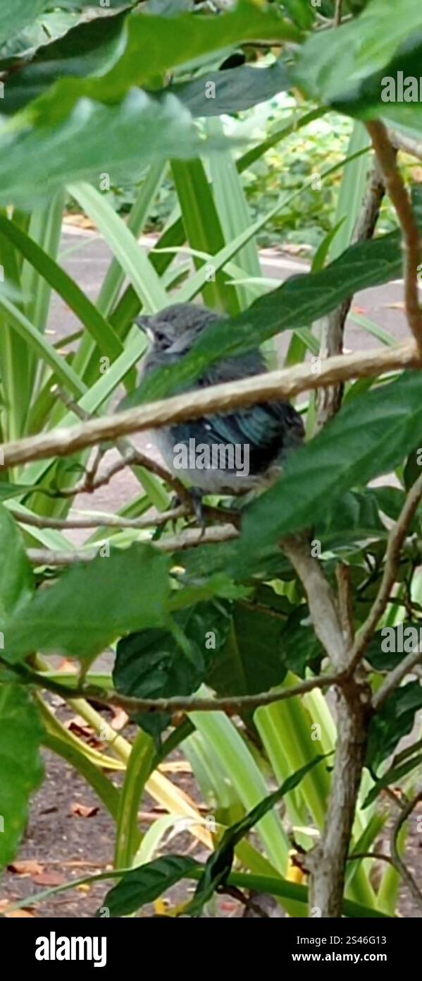 Sayaca Tanager (Thraupis sayaca Stock Photo - Alamy