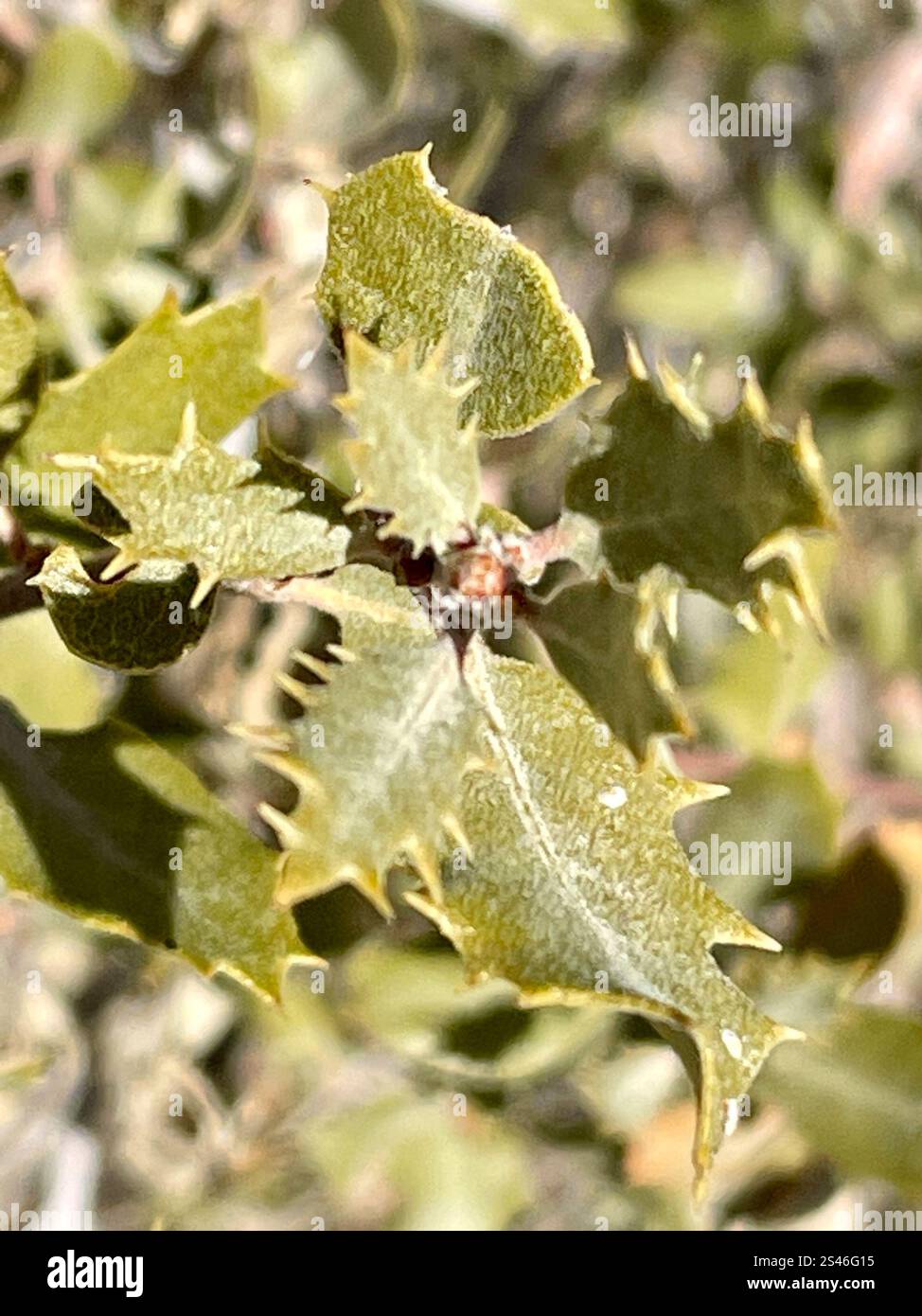 Muller's oak (Quercus cornelius-mulleri Stock Photo - Alamy