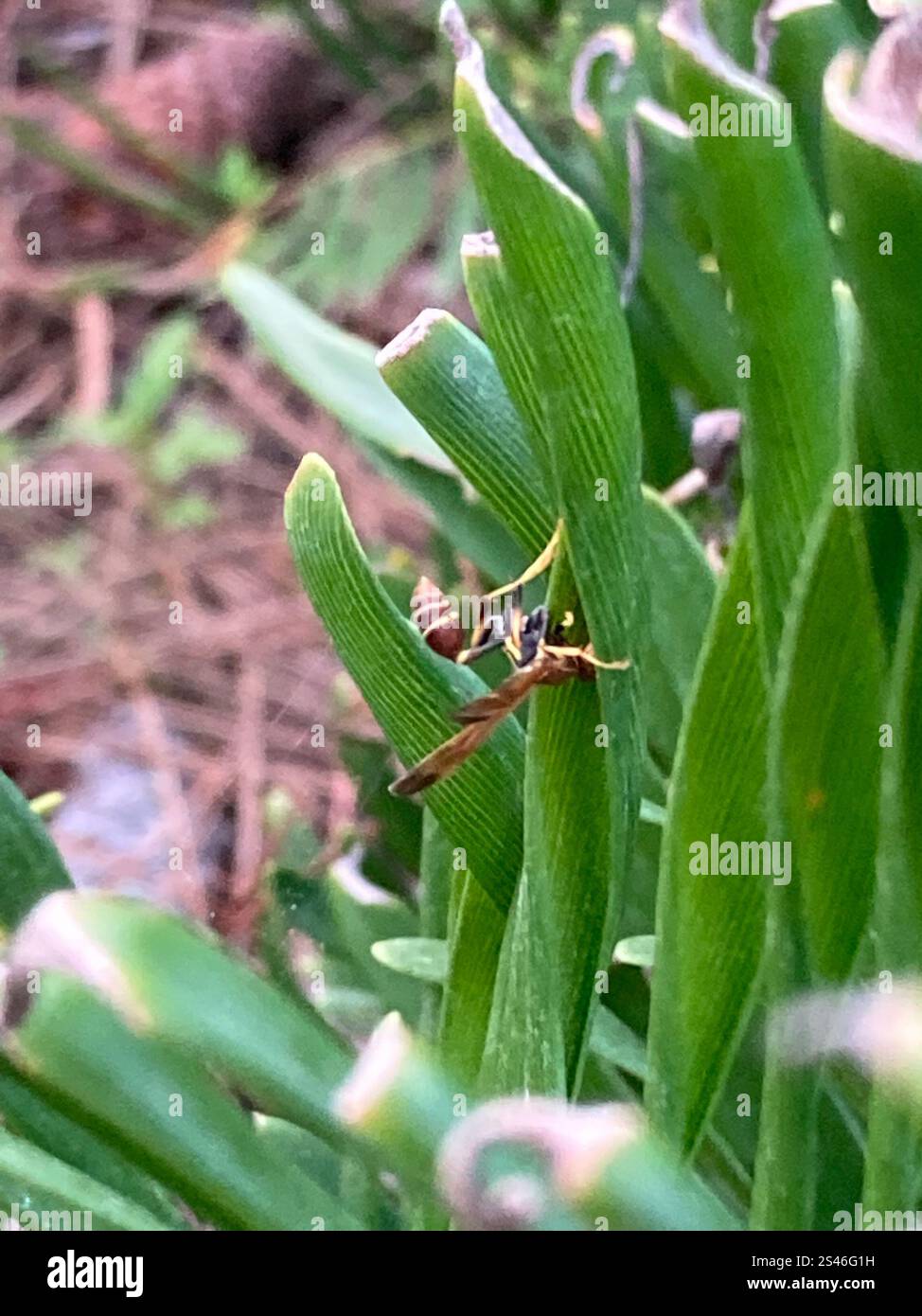 (Mischocyttarus mexicanus cubicola Stock Photo - Alamy