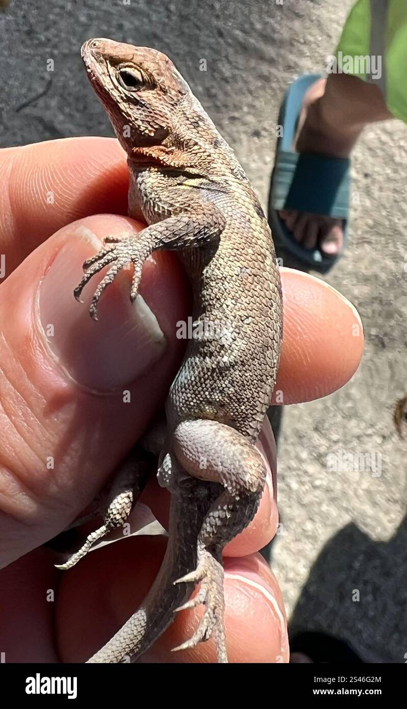 Dwarf Spiny Lizard (Sceloporus squamosus Stock Photo - Alamy