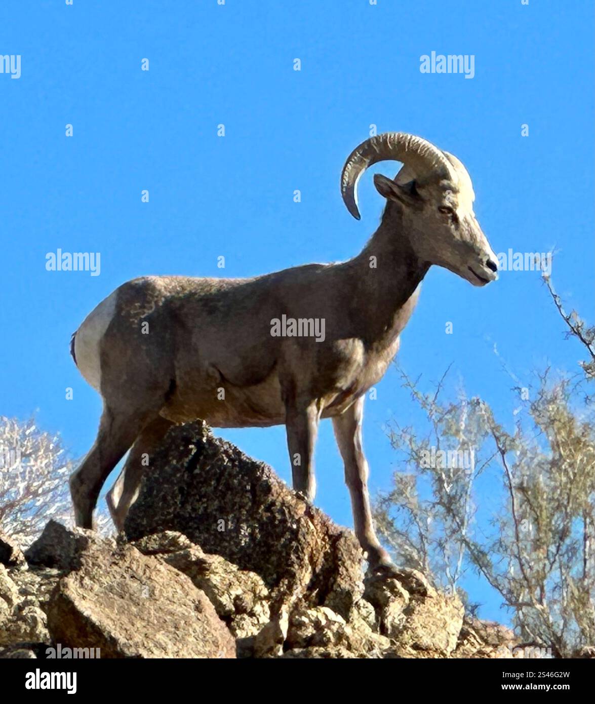 Desert Bighorn Sheep (Ovis canadensis nelsoni Stock Photo - Alamy