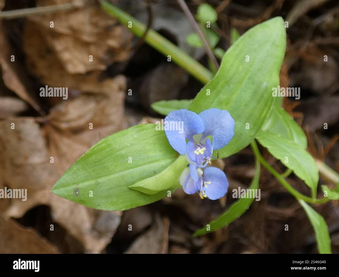 climbing dayflower (Commelina diffusa Stock Photo - Alamy