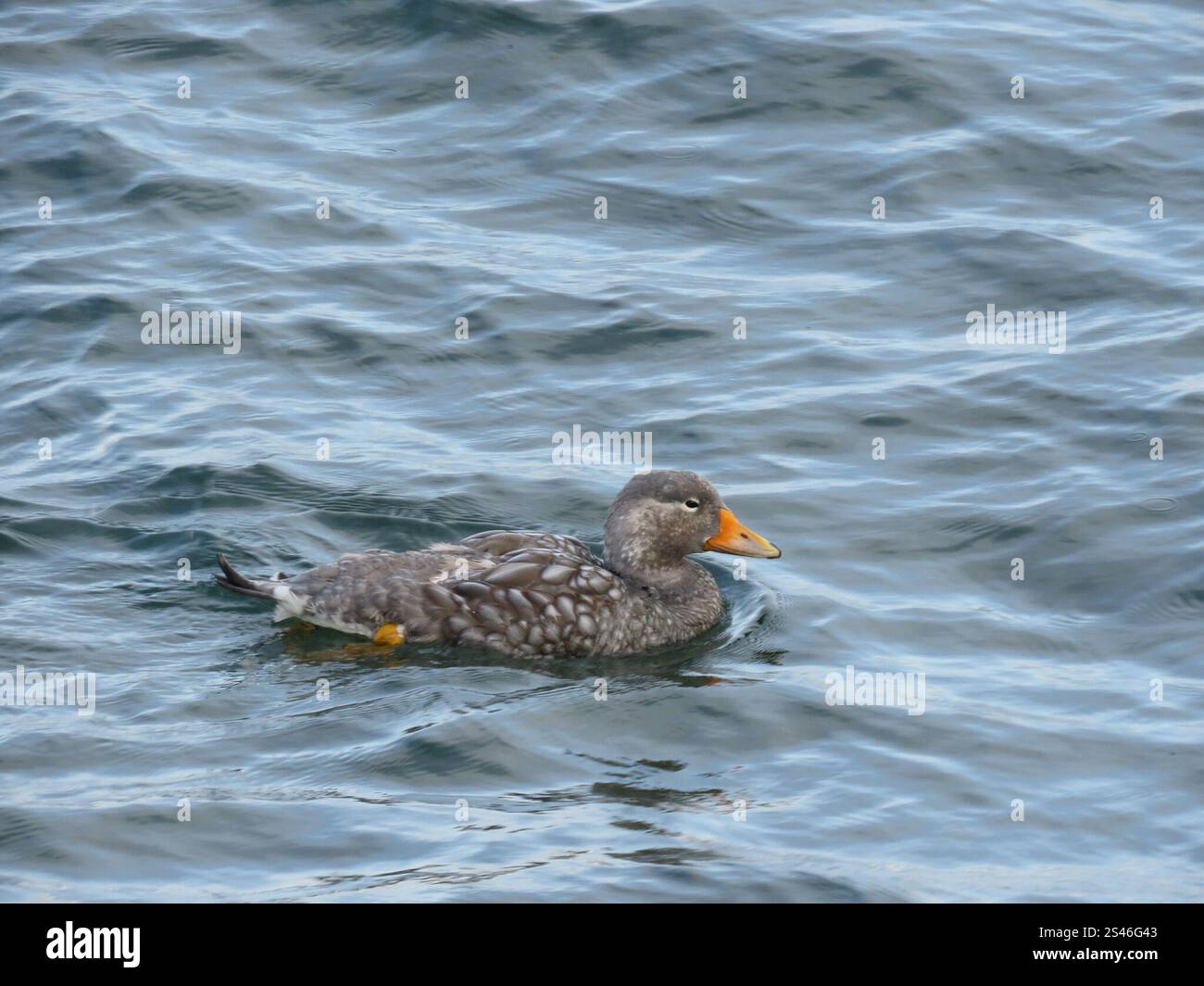 Flightless Steamer Duck (Tachyeres pteneres Stock Photo - Alamy