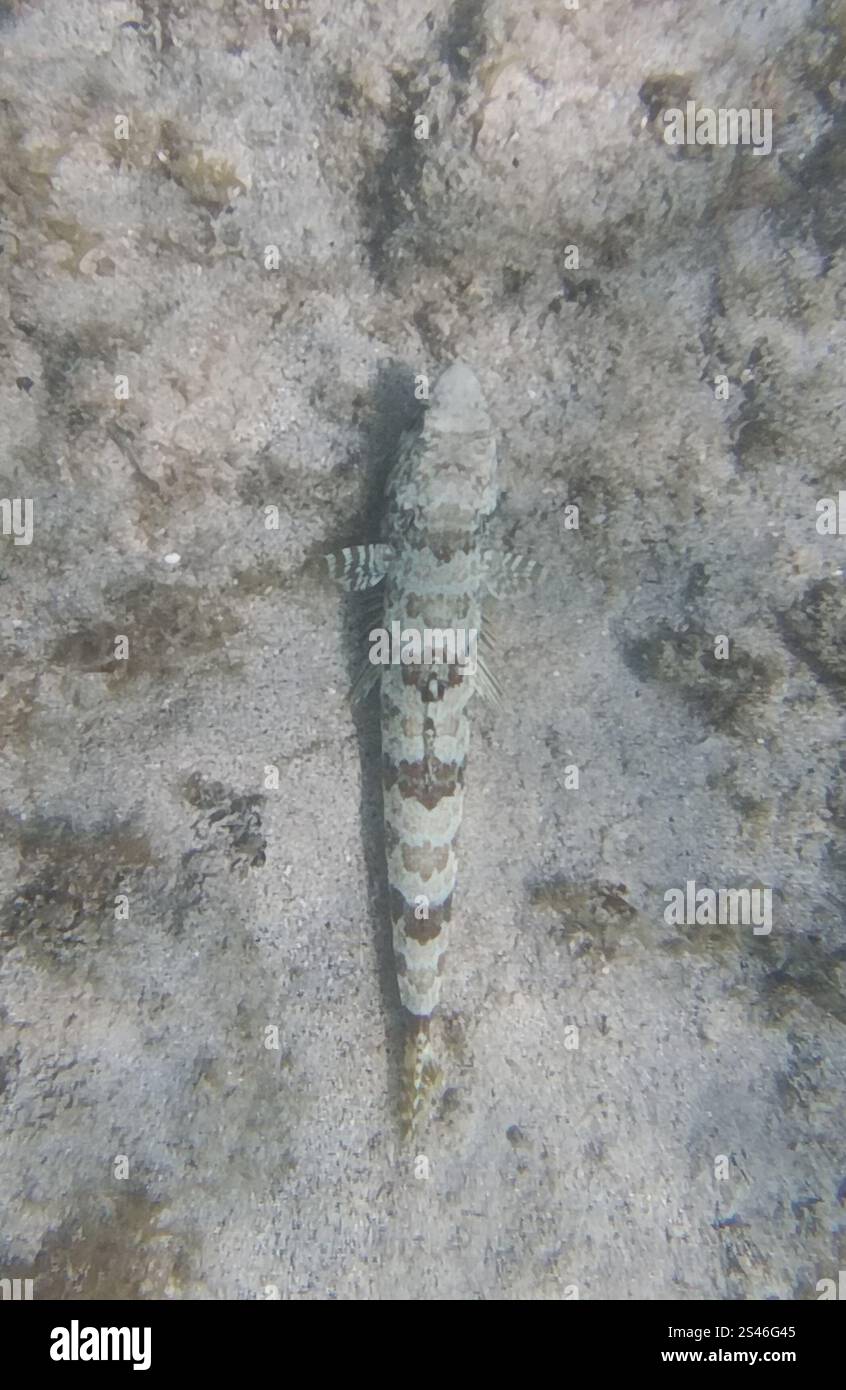 Sand Diver (Synodus intermedius Stock Photo - Alamy