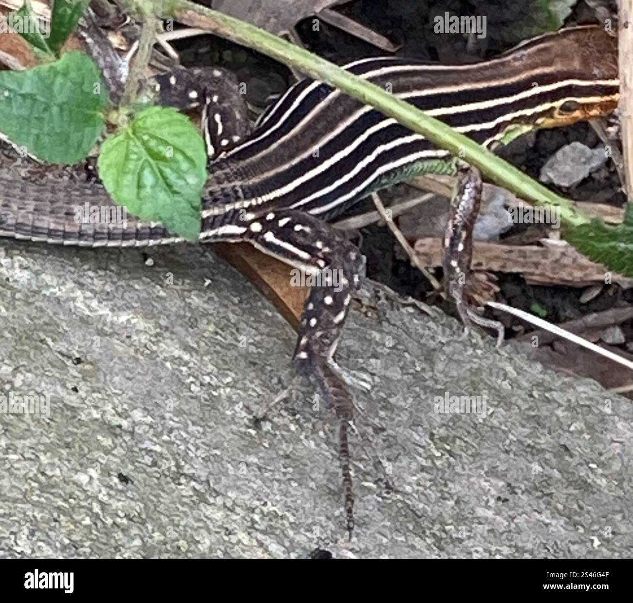 Rainbow whiptails (Cnemidophorus Stock Photo - Alamy